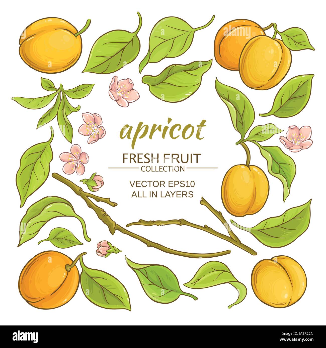 Apricot blossom Stock Vector Images - Alamy