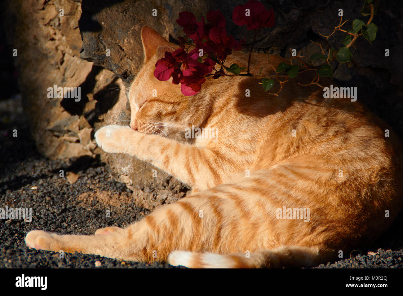reddish cat lying in the sun and licking her paw Stock Photo - Alamy
