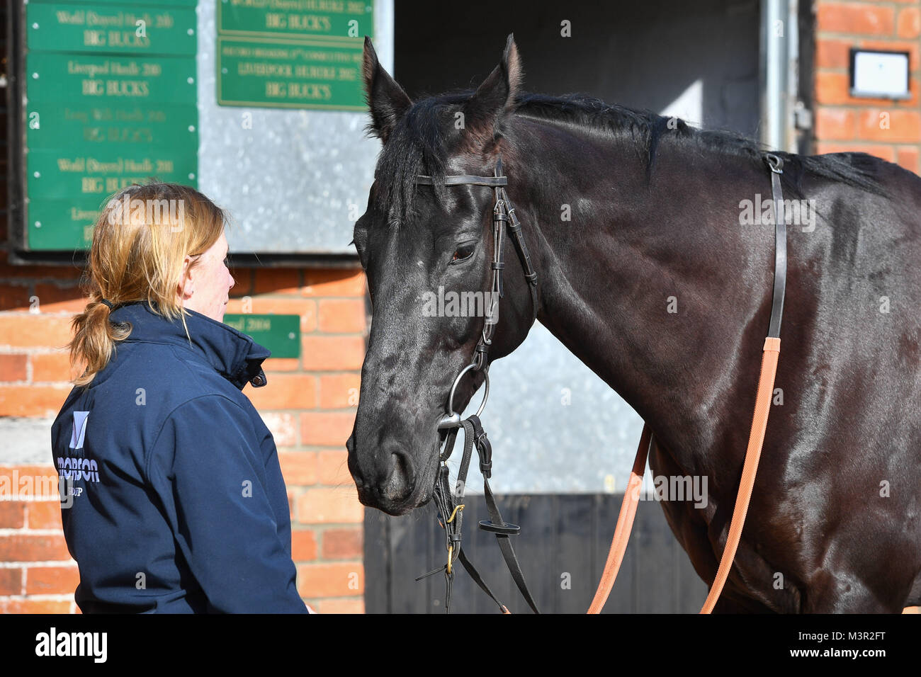 Black Corton is paraded during the stable visit to Paul Nicholls' yard ...