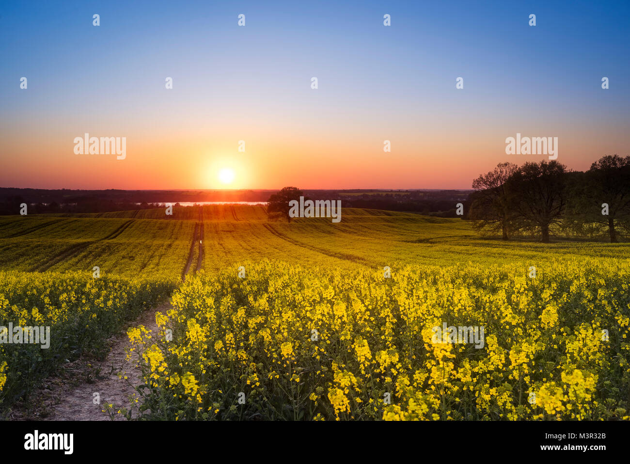Canola field germany hi-res stock photography and images - Alamy