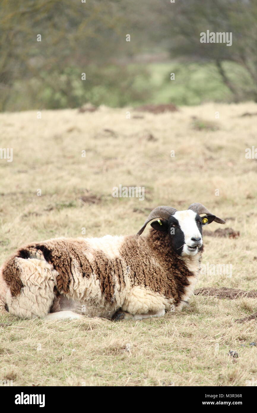 Jacob sheep grazing in Warwickshire, England Stock Photo - Alamy