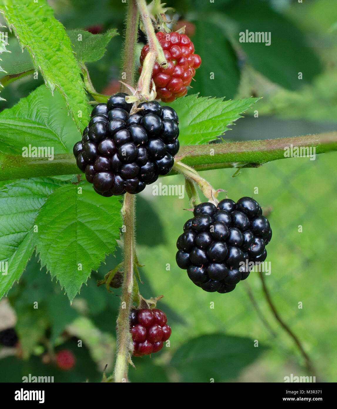 Blackberries on shrub in late summer with leaves Stock Photo - Alamy