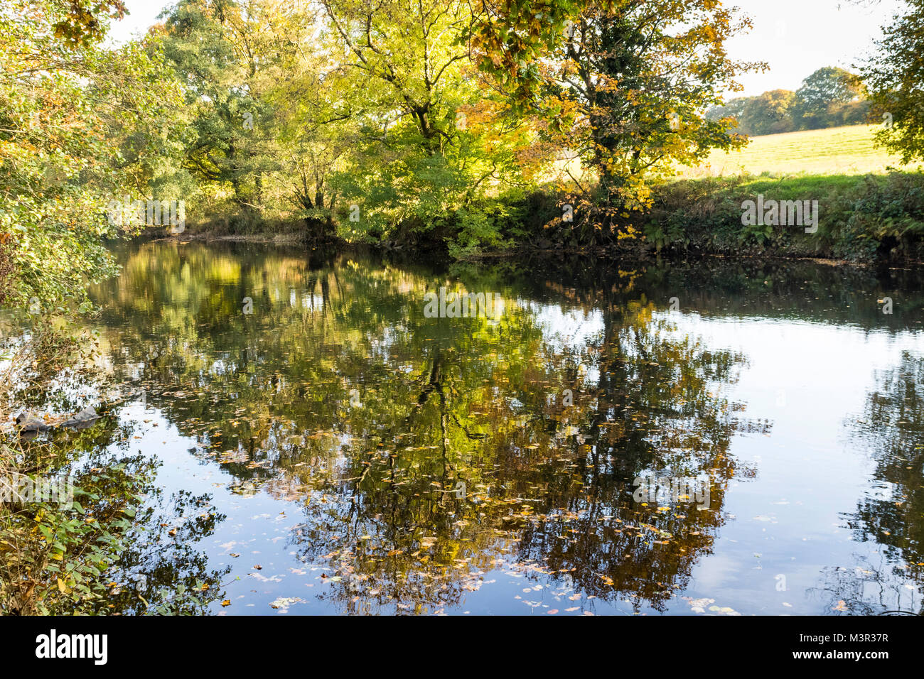 Autumn Reflections in the River Torridge: Rolle Road, Great Torrington ...