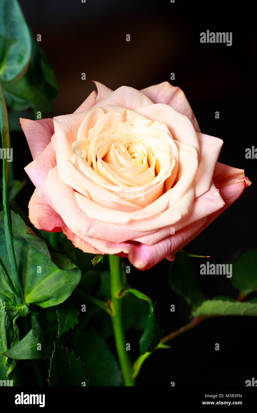 Fleurs texture hi-res stock photography and images - Alamy