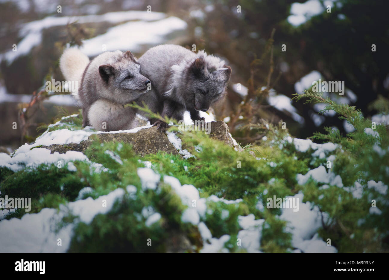 Grey foxes hi-res stock photography and images - Alamy