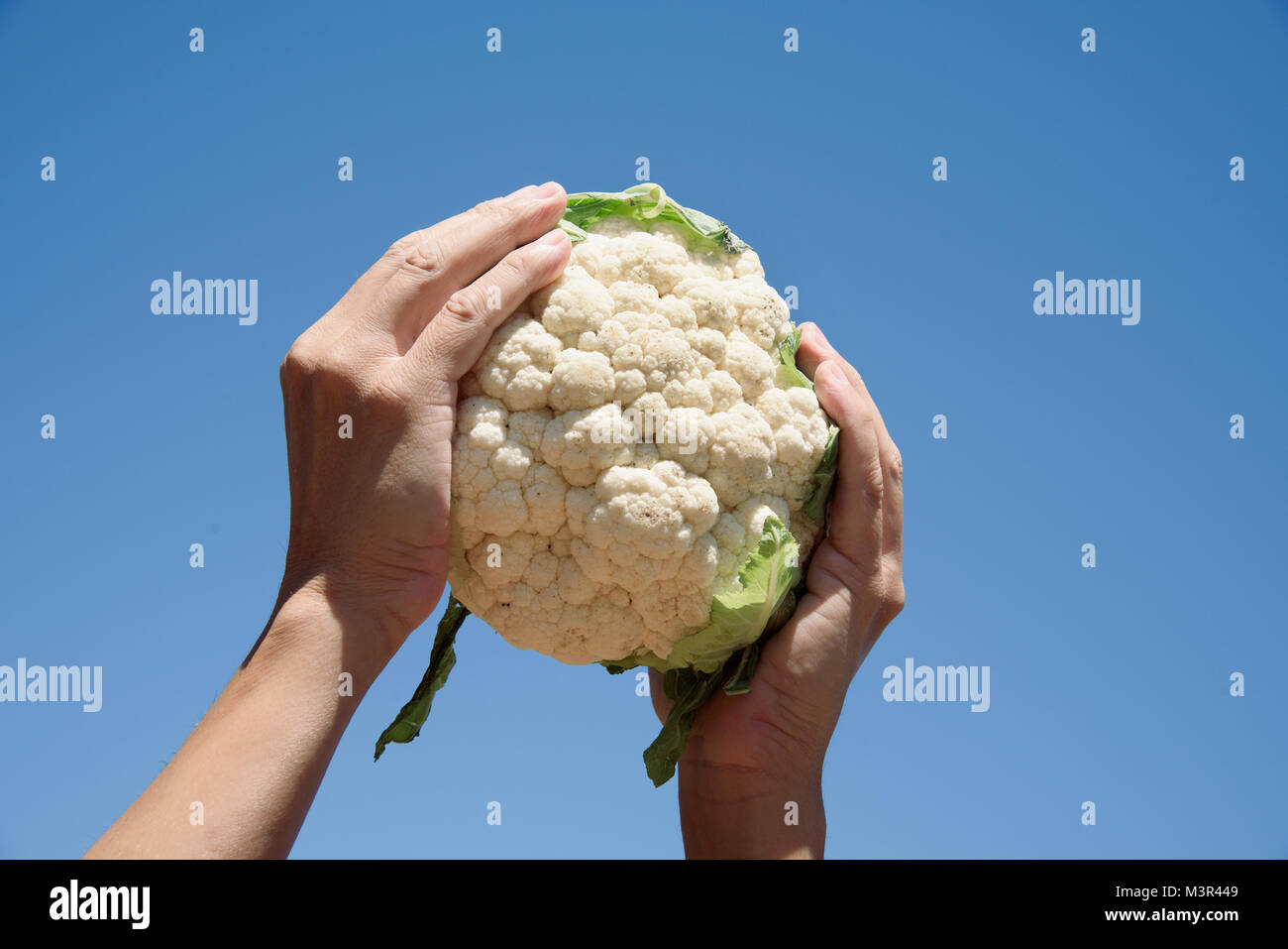 Man holding cauliflower hi-res stock photography and images - Alamy