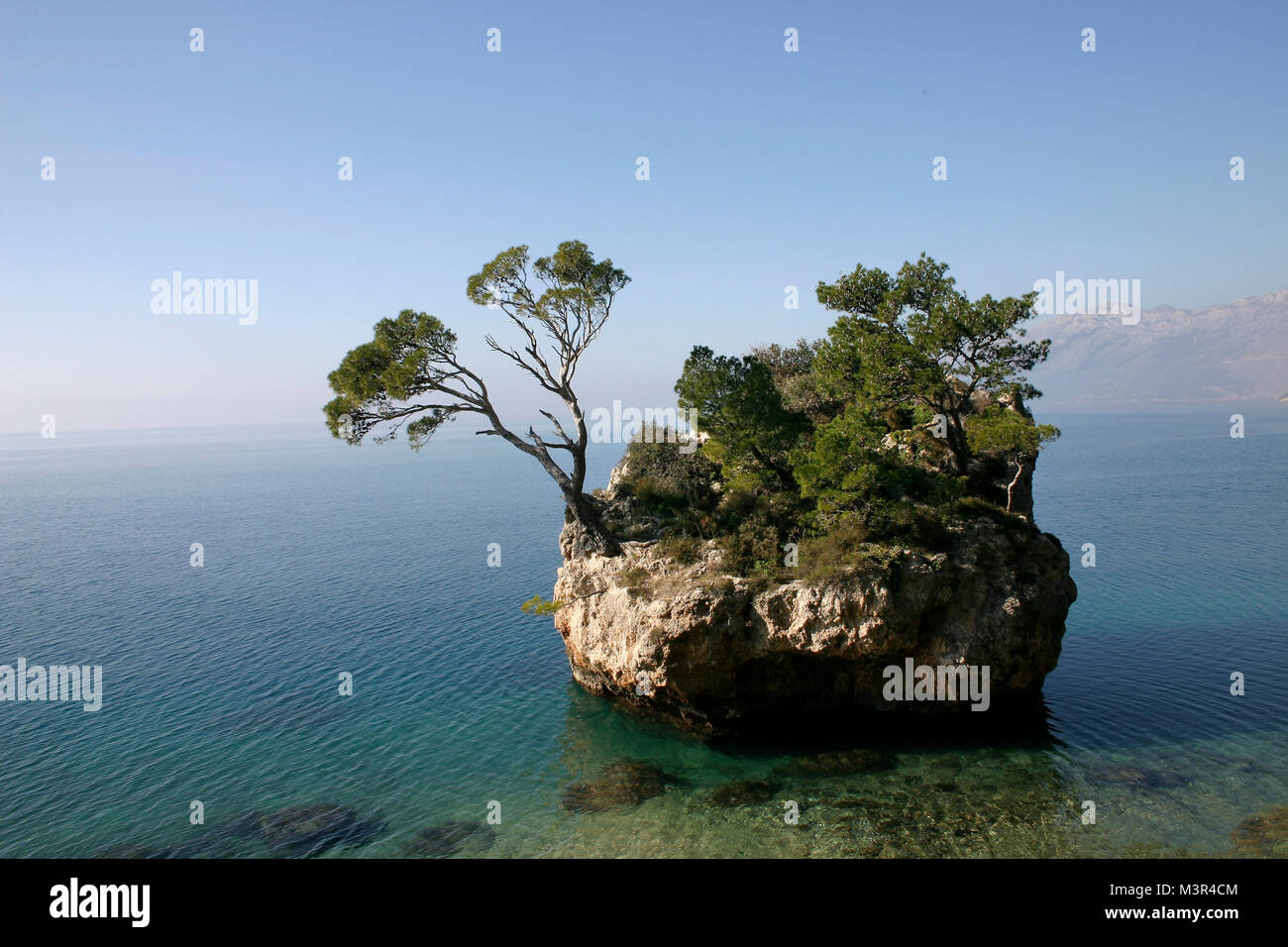 Brela stone pine trees hi-res stock photography and images - Alamy