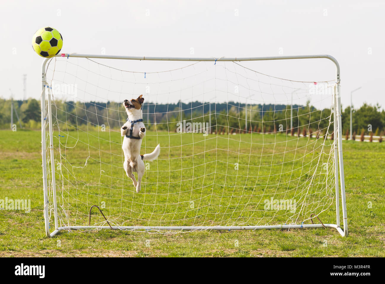 Funny goalkeeper jumping catching football hi-res stock photography and ...