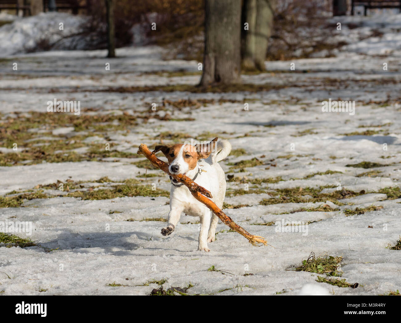 Pet with stick hi-res stock photography and images - Alamy