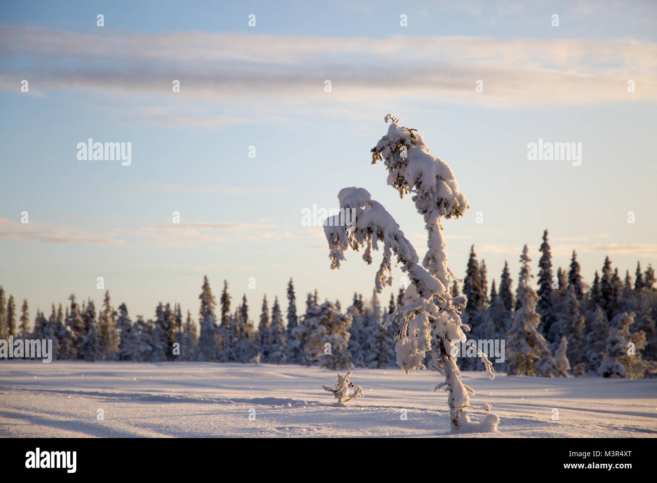 Frozen branches of young sappling emerging from deep snow against ...