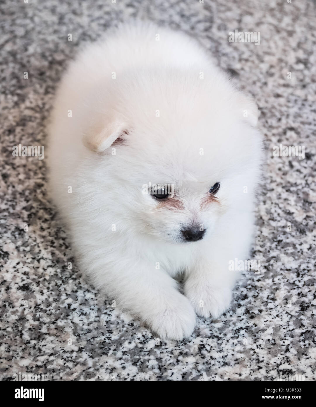 Cute White Pomeranian Puppy on Granite Background Stock Photo - Alamy
