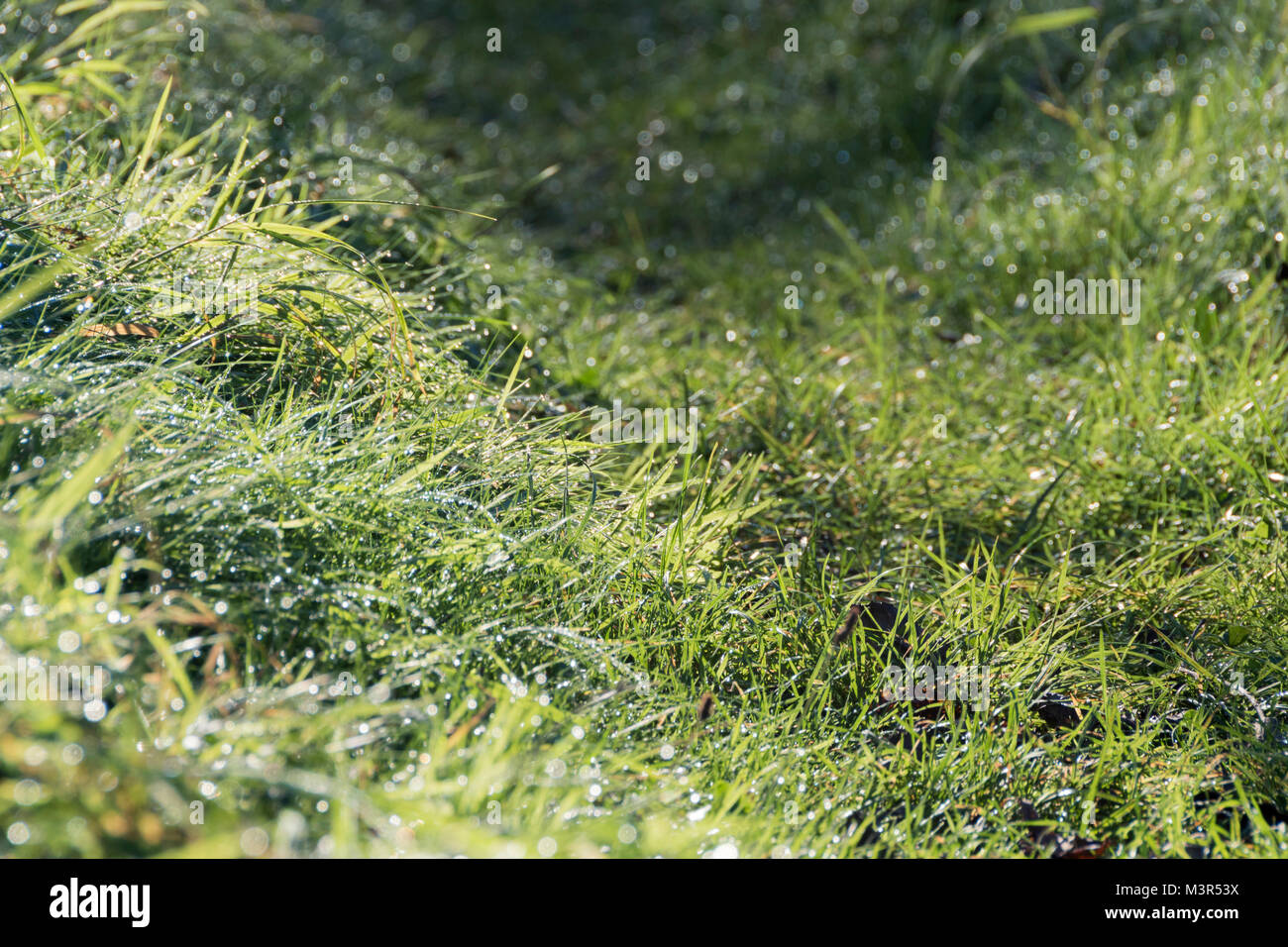 Wet ground habitat hi-res stock photography and images - Alamy