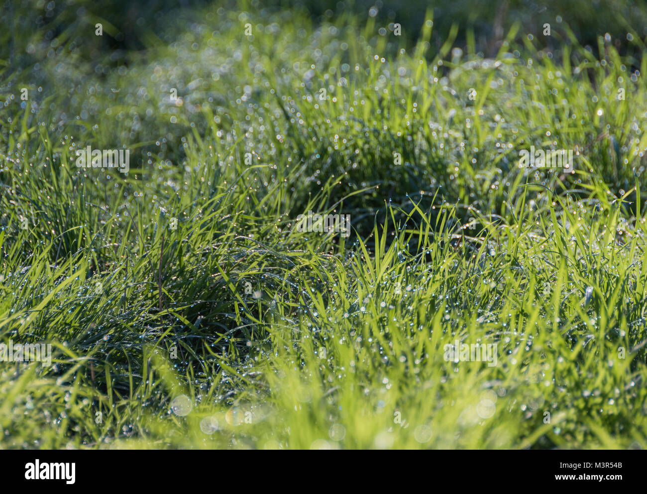 To cover with grass hi-res stock photography and images - Alamy
