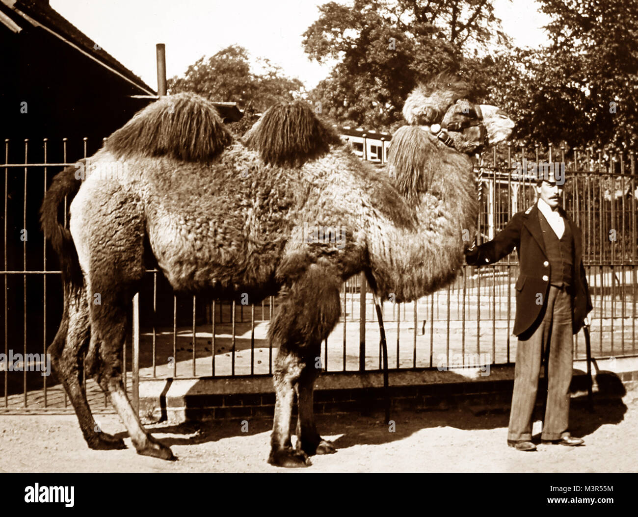 Camel and keeper (probably London Zoo), Victorian period Stock Photo ...