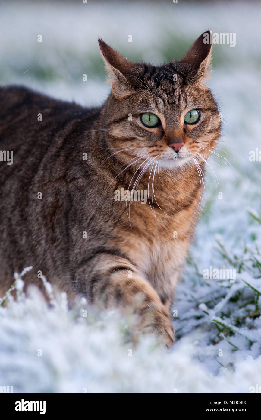 Tabby Cat Walking In Snow Stock Photo - Alamy