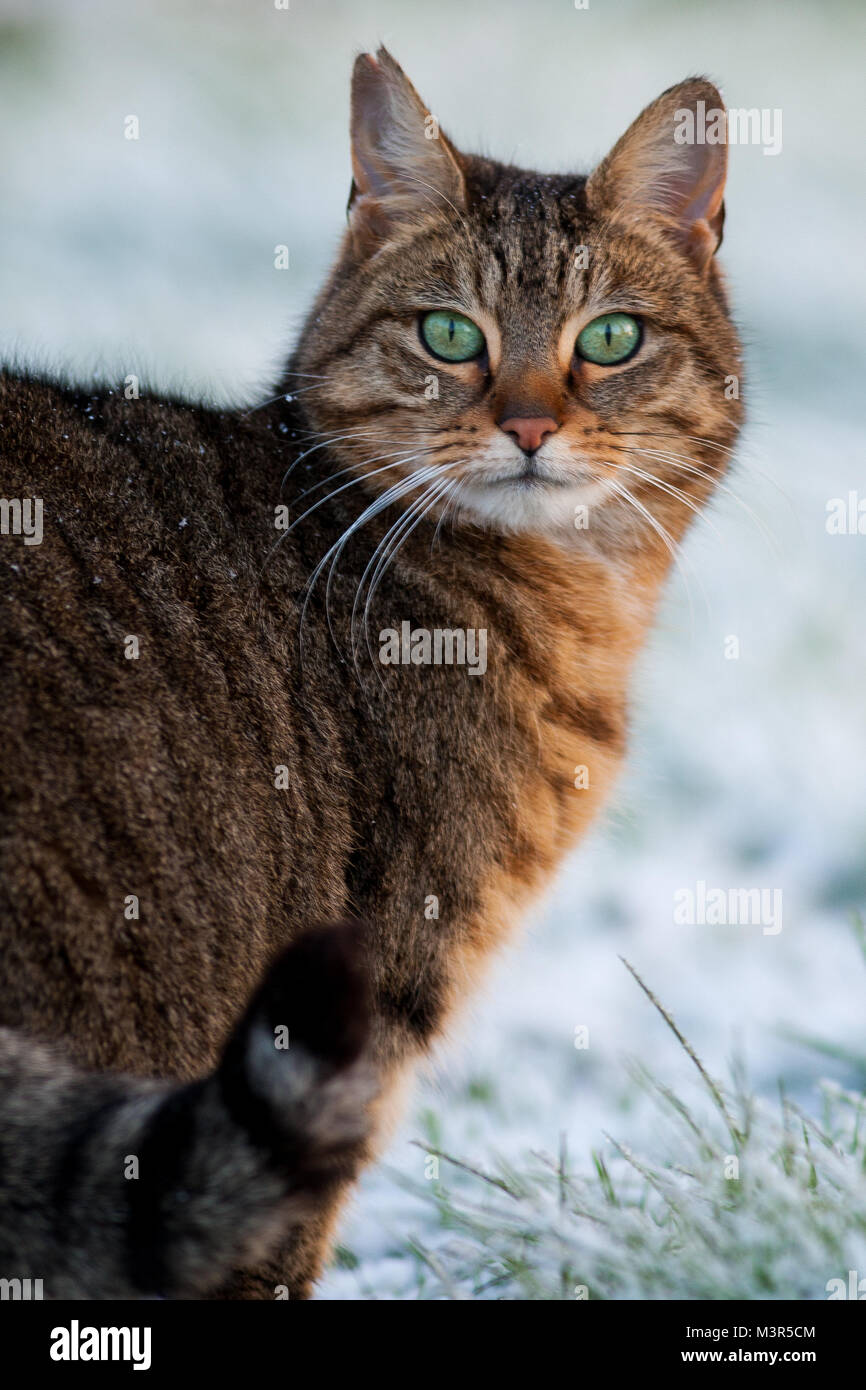 Tabby Cat In Snow Stock Photo - Alamy