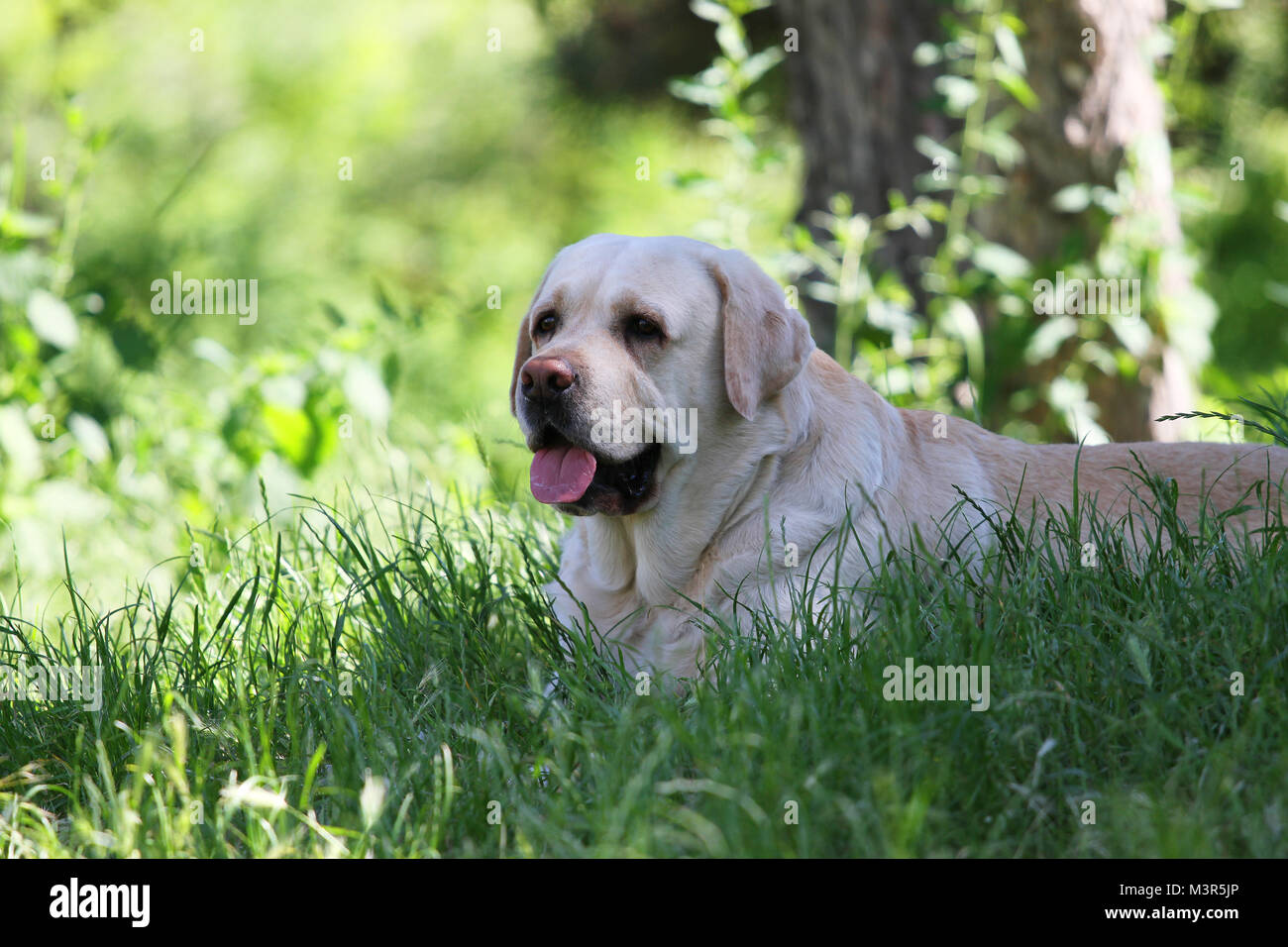 a cute yellow labrador in the park in summer Stock Photo - Alamy