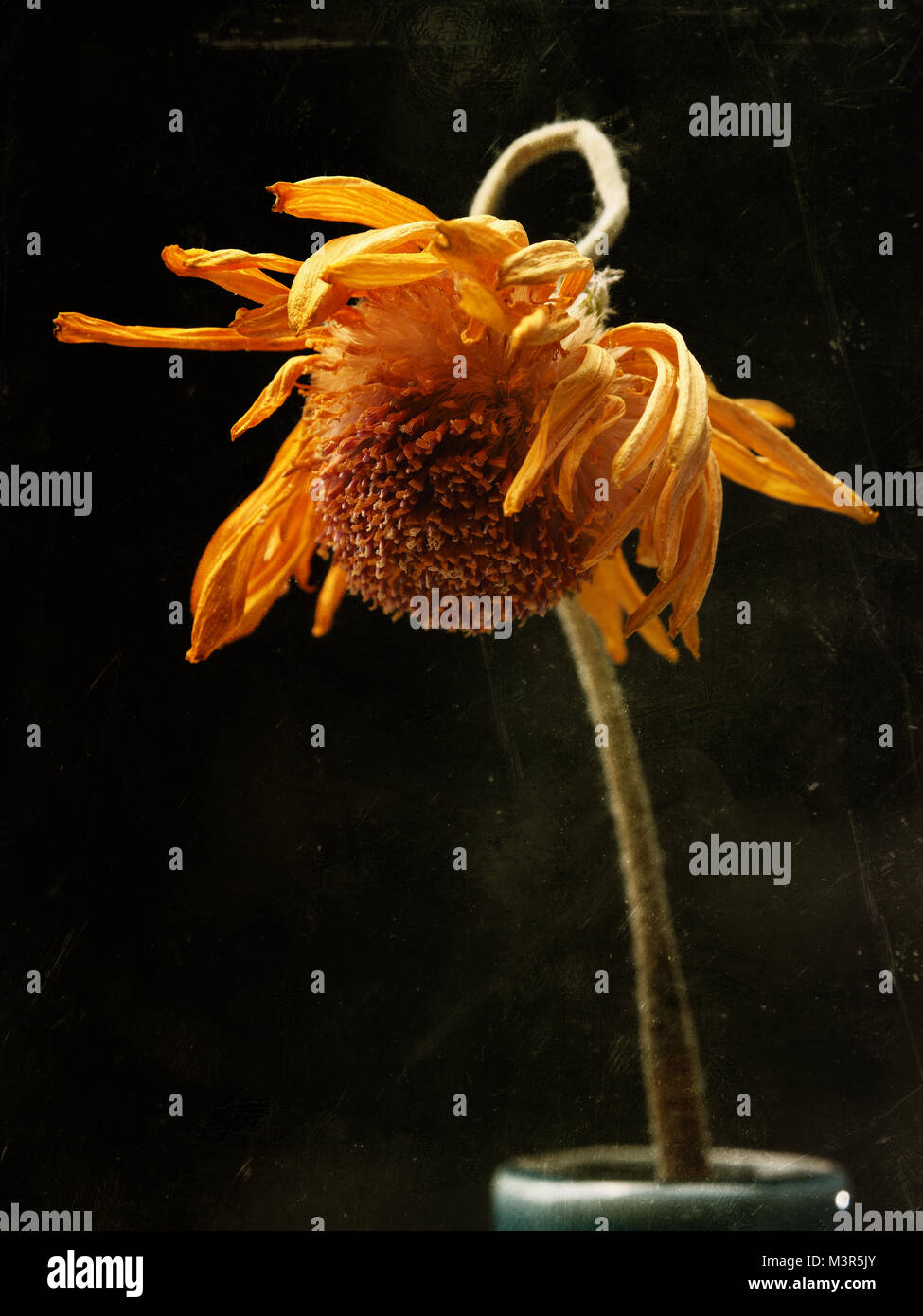 Withered yellow daisy flower on a dark background Stock Photo - Alamy