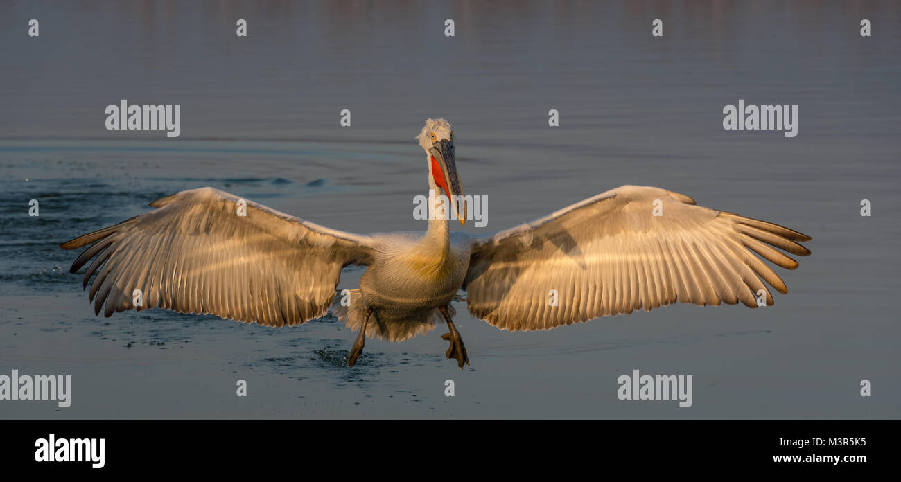 Wings spread wide hi-res stock photography and images - Alamy