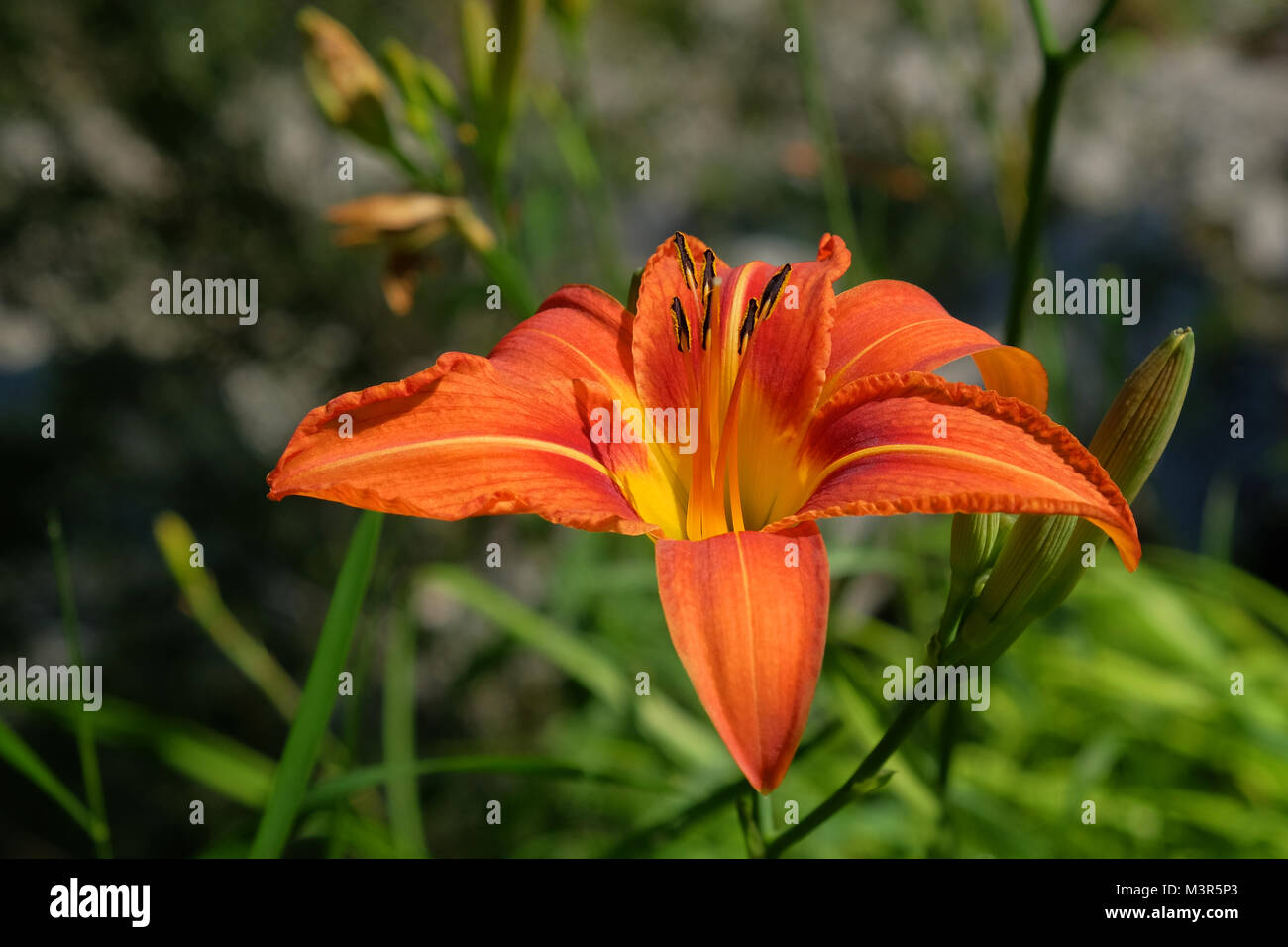 Fire lilly flower hi-res stock photography and images - Alamy