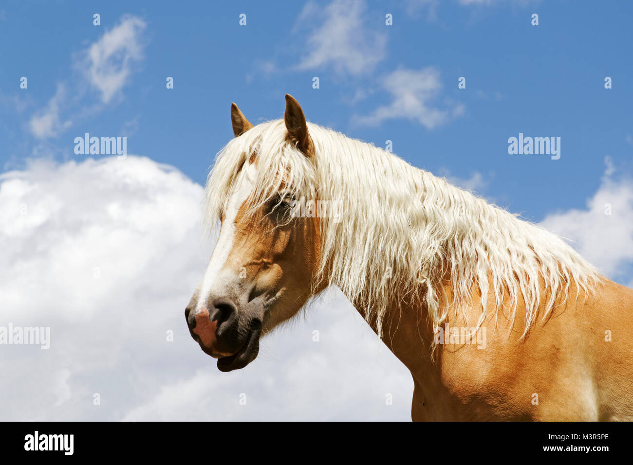 Haflinger horse hi-res stock photography and images - Alamy