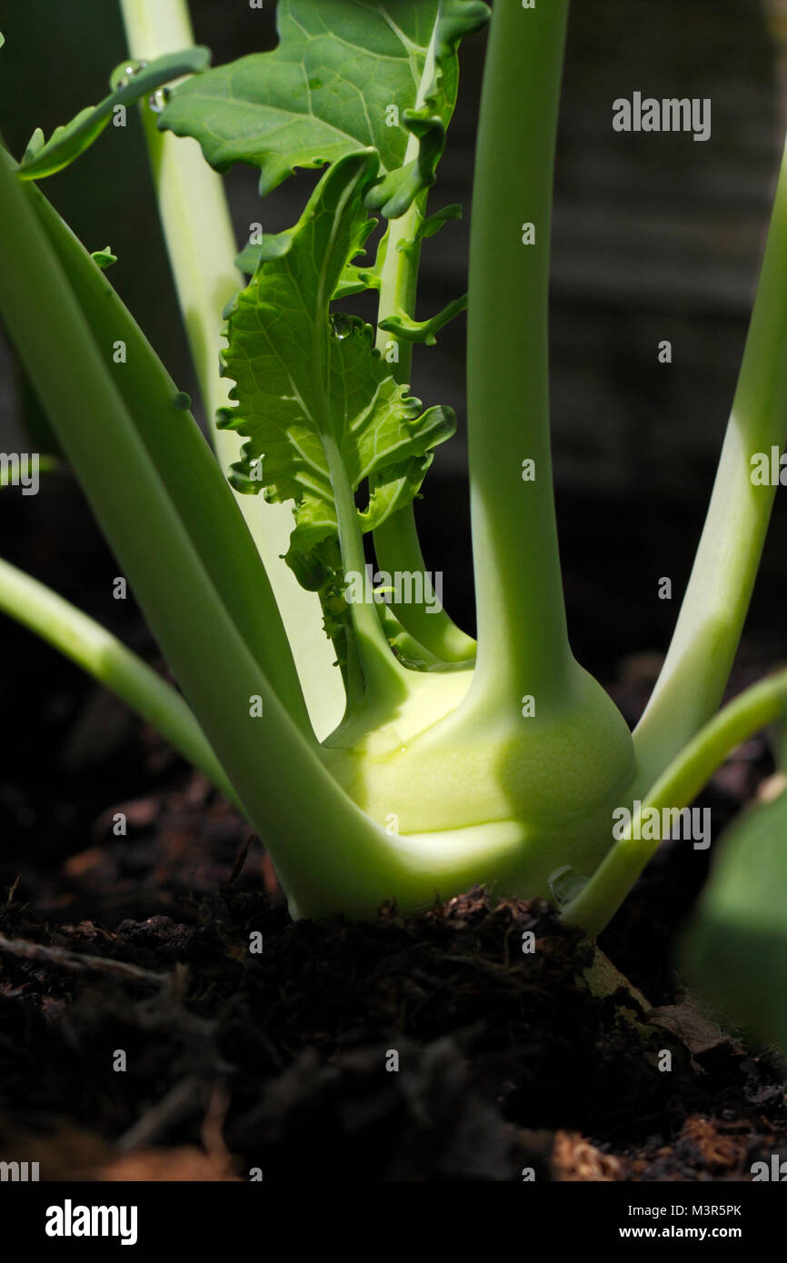 Cabbage Turnip, Kohlrabi Stock Photo - Alamy