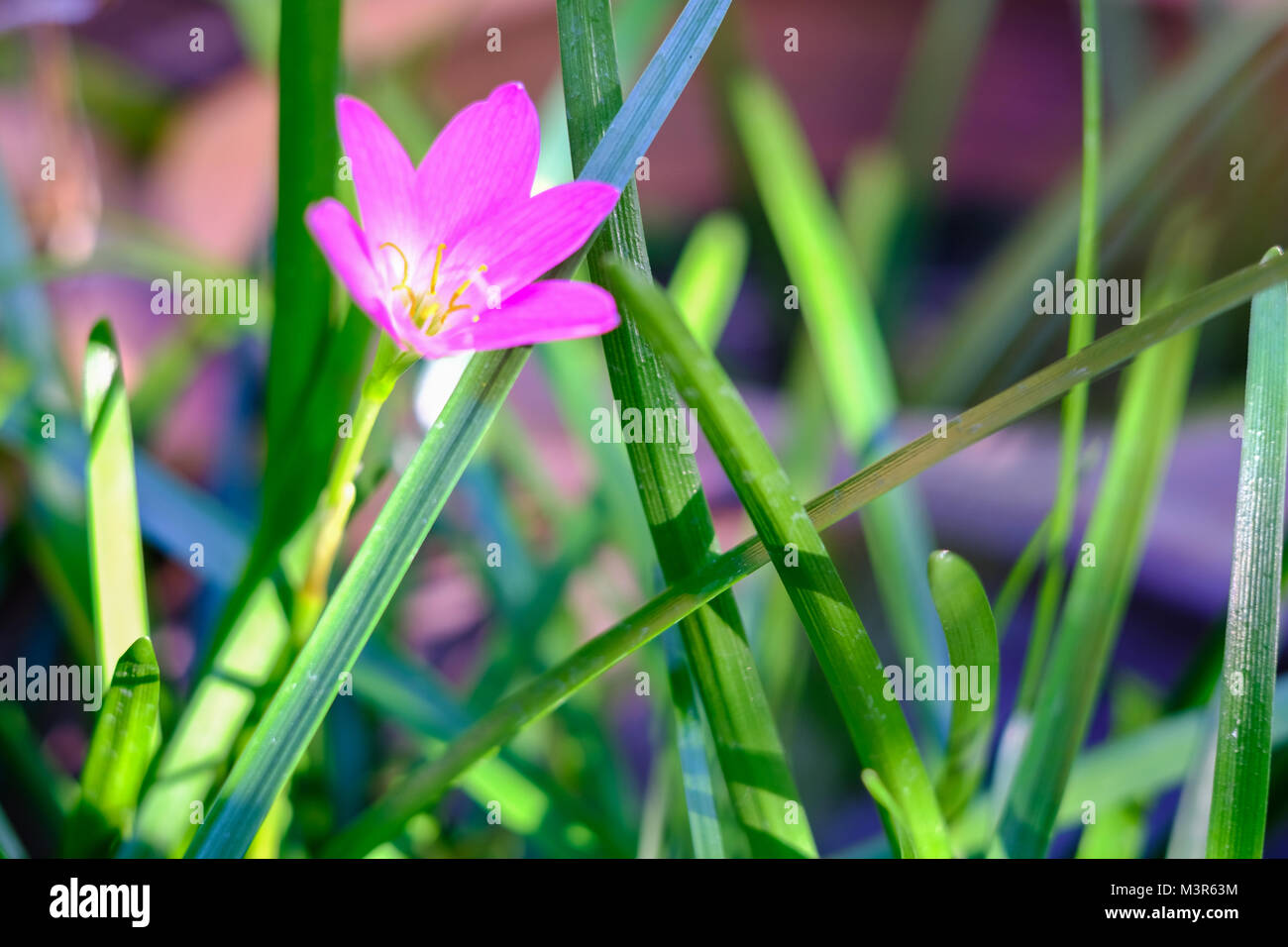 Rain lily zephyranthes grandiflora hi-res stock photography and images ...
