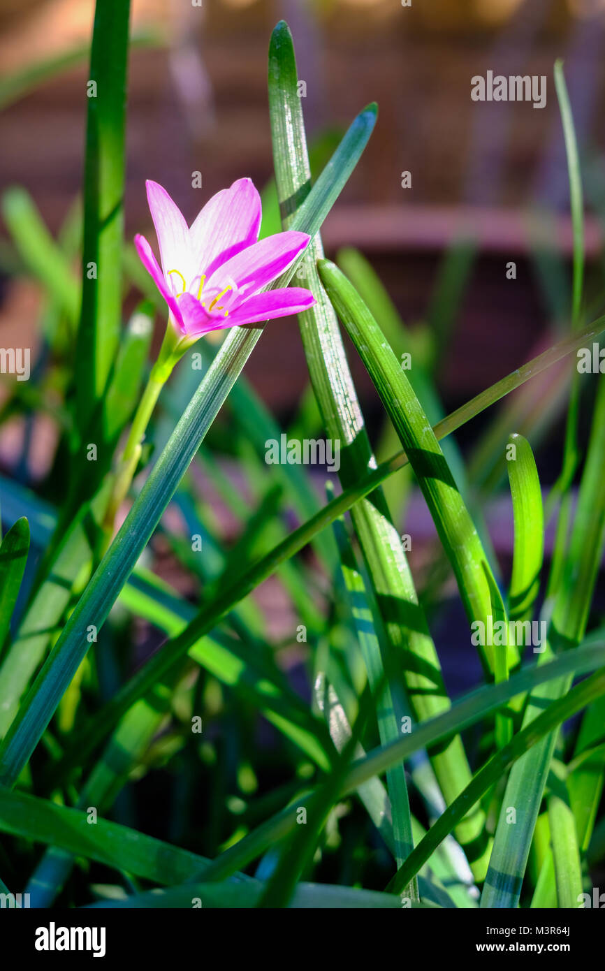 Rain lily zephyranthes grandiflora hi-res stock photography and images ...