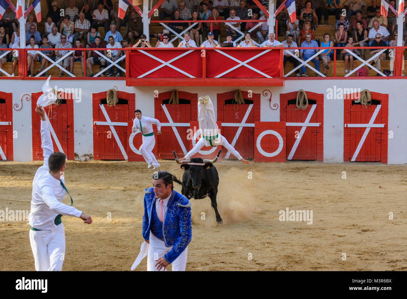 Course Landaise - a humane form of bullfighting involving dodging ...