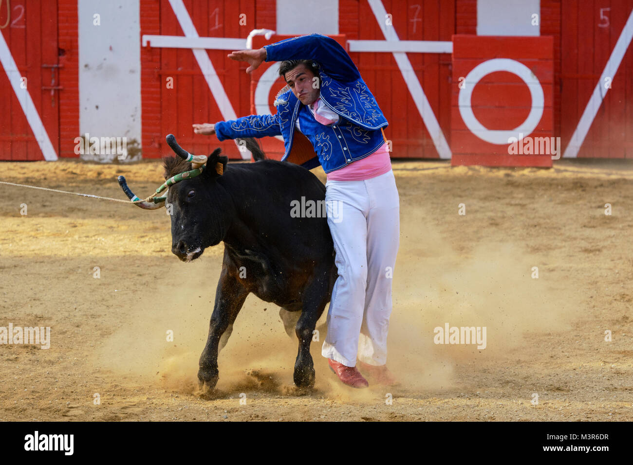 Course Landaise - a humane form of bullfighting involving dodging ...