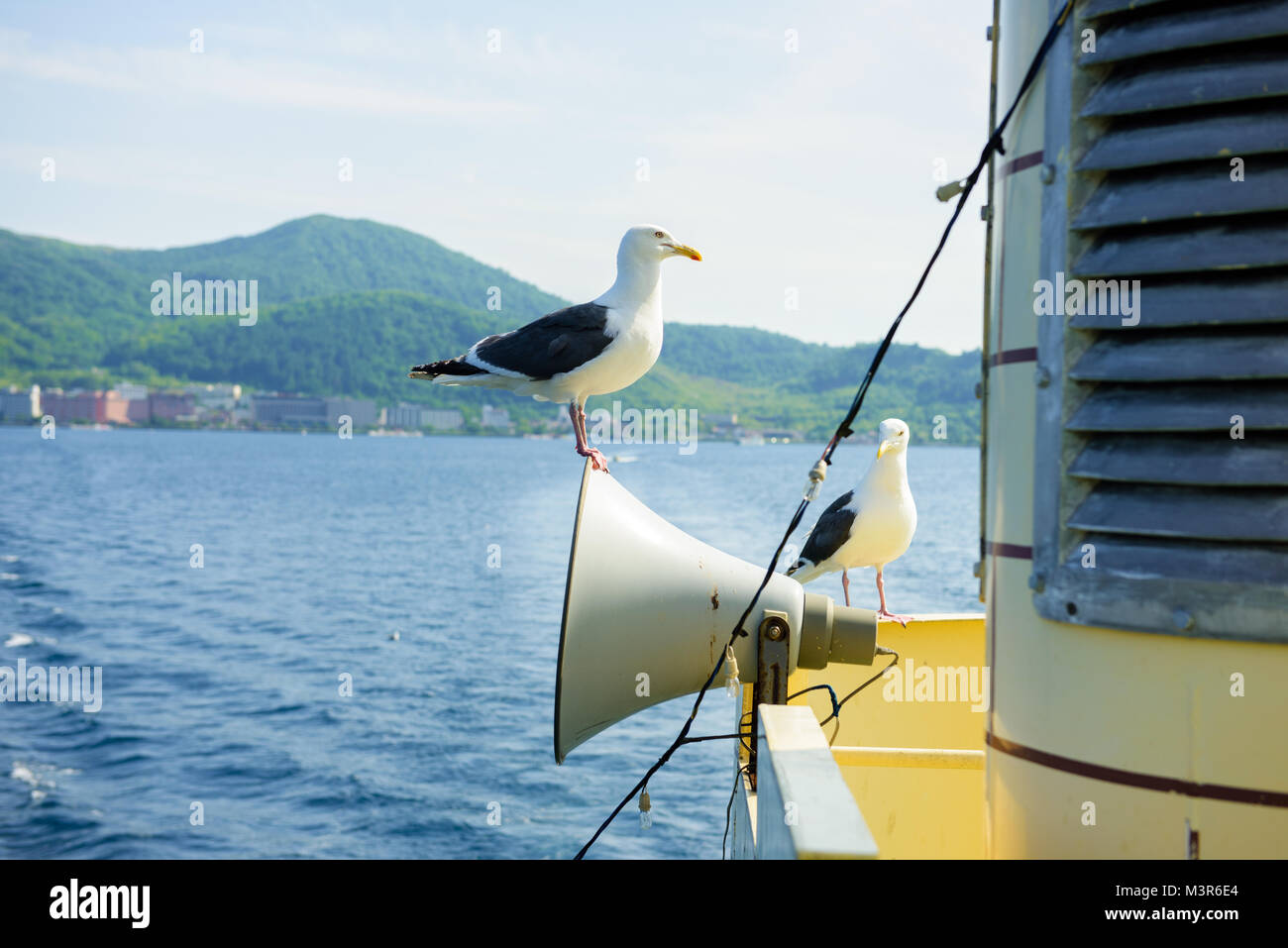 closeup seagull in Hokkaido, Japan Stock Photo - Alamy