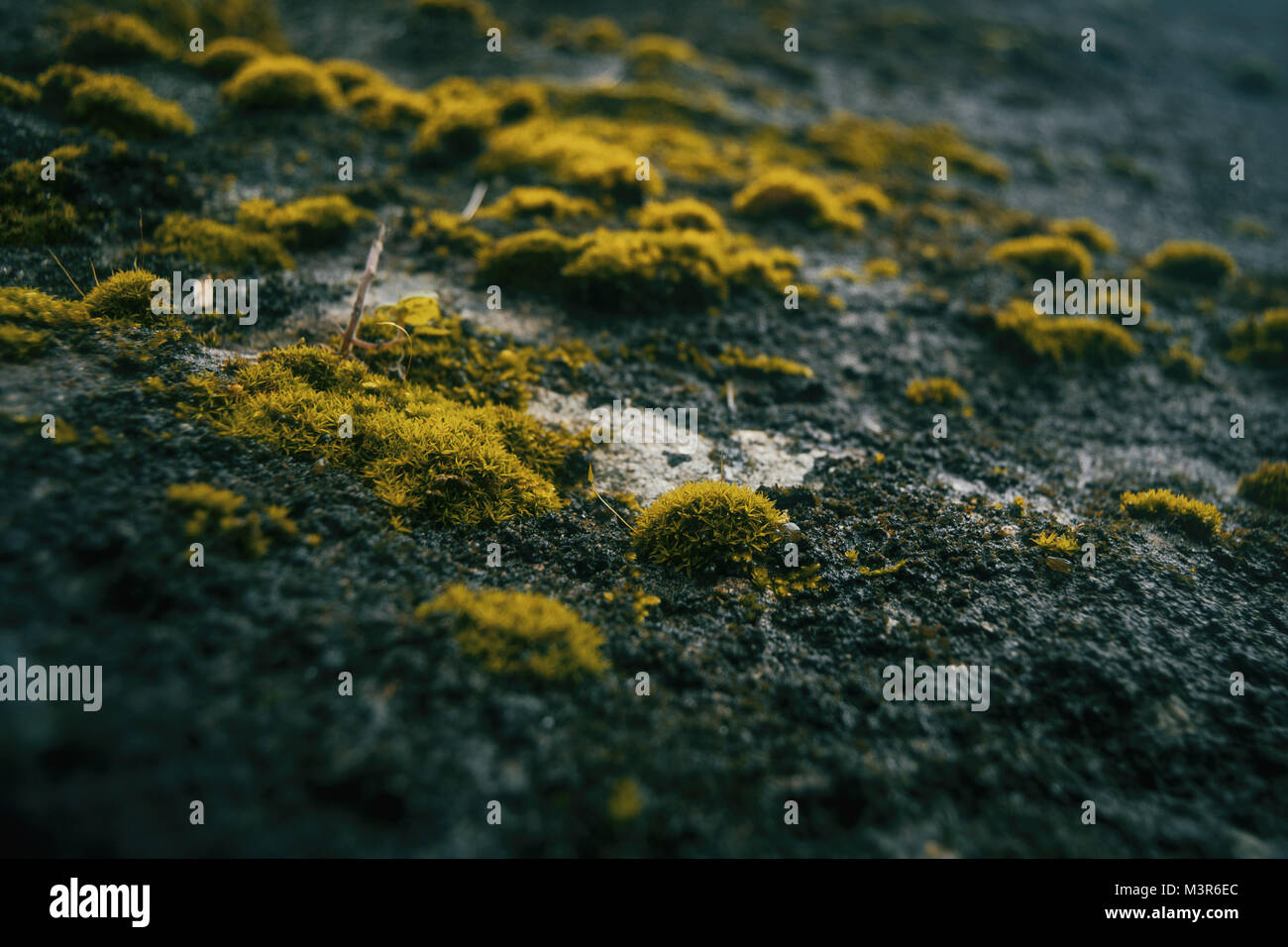 Castle wall with moss hi-res stock photography and images - Alamy