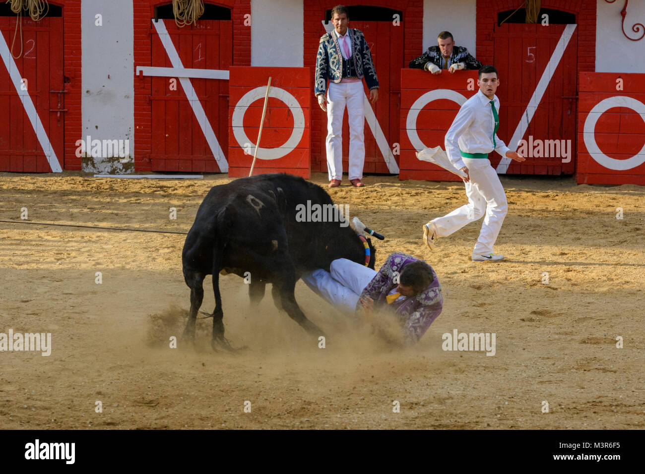 Course Landaise - a humane form of bullfighting involving dodging ...