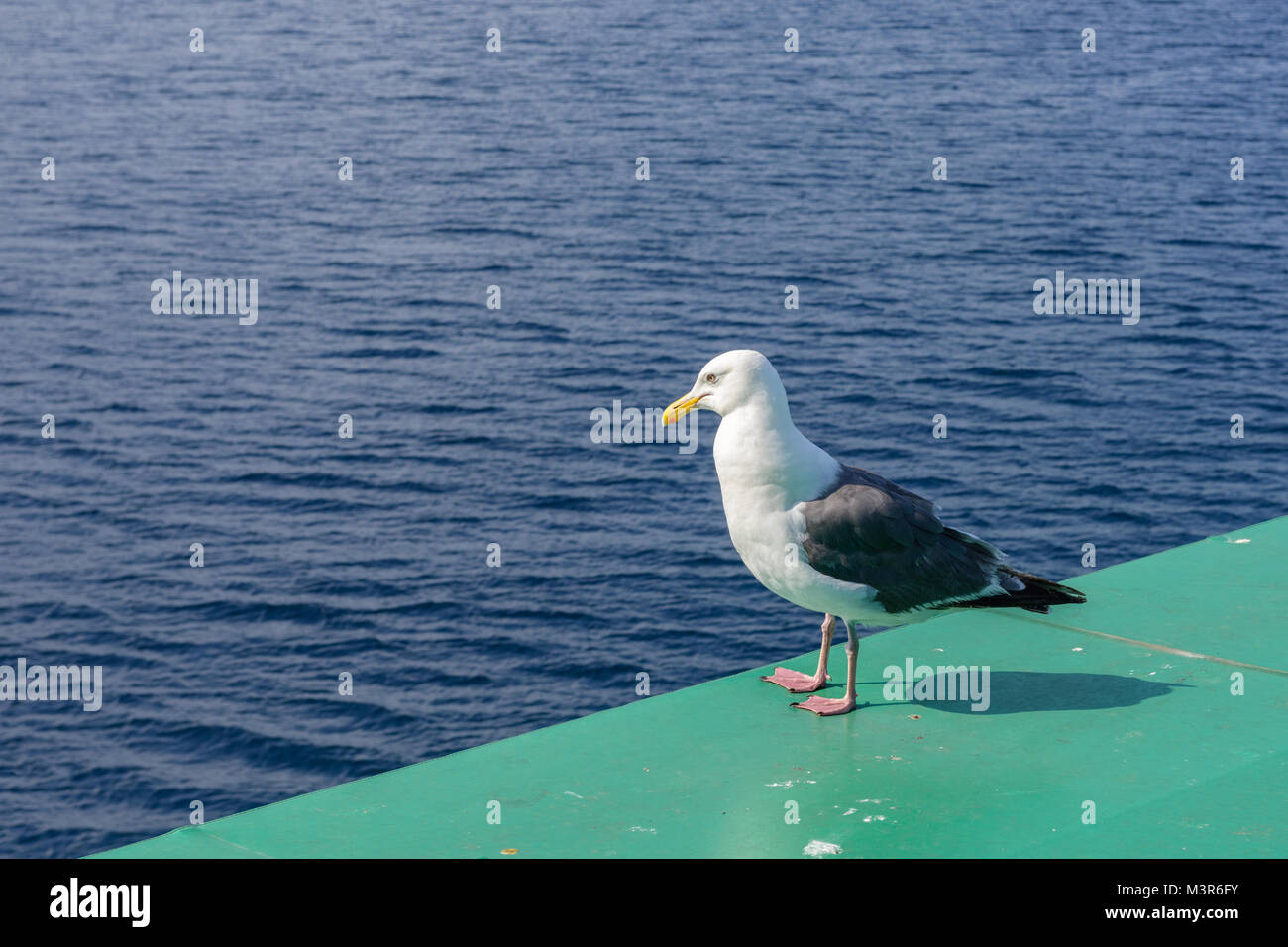 closeup seagull in Hokkaido, Japan Stock Photo - Alamy