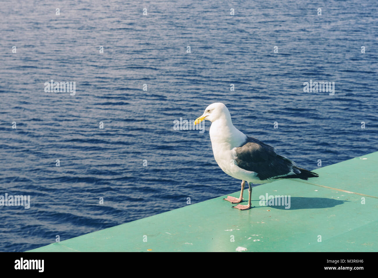 closeup seagull in Hokkaido, Japan Stock Photo - Alamy