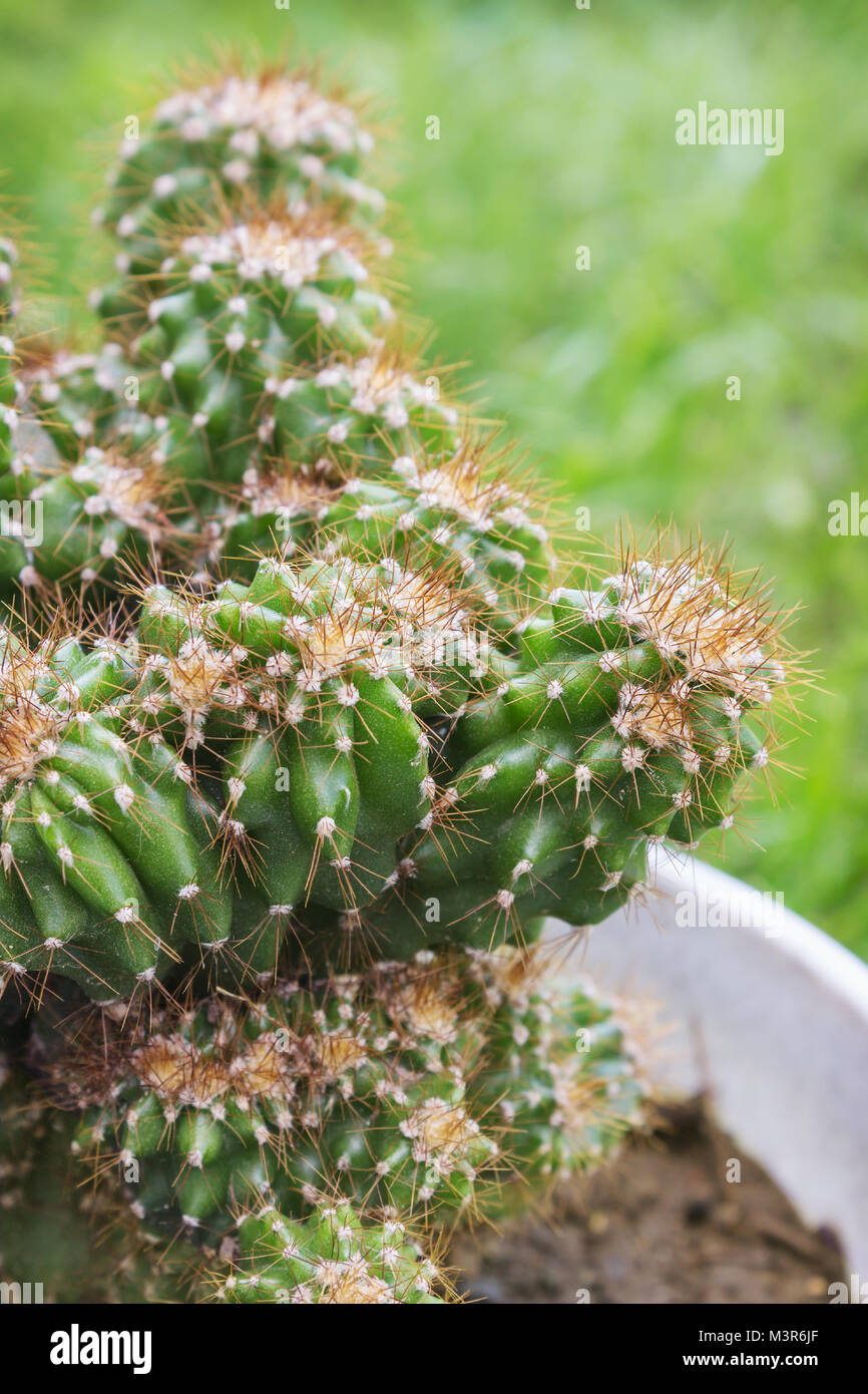 Monstrous cactus hi-res stock photography and images - Alamy