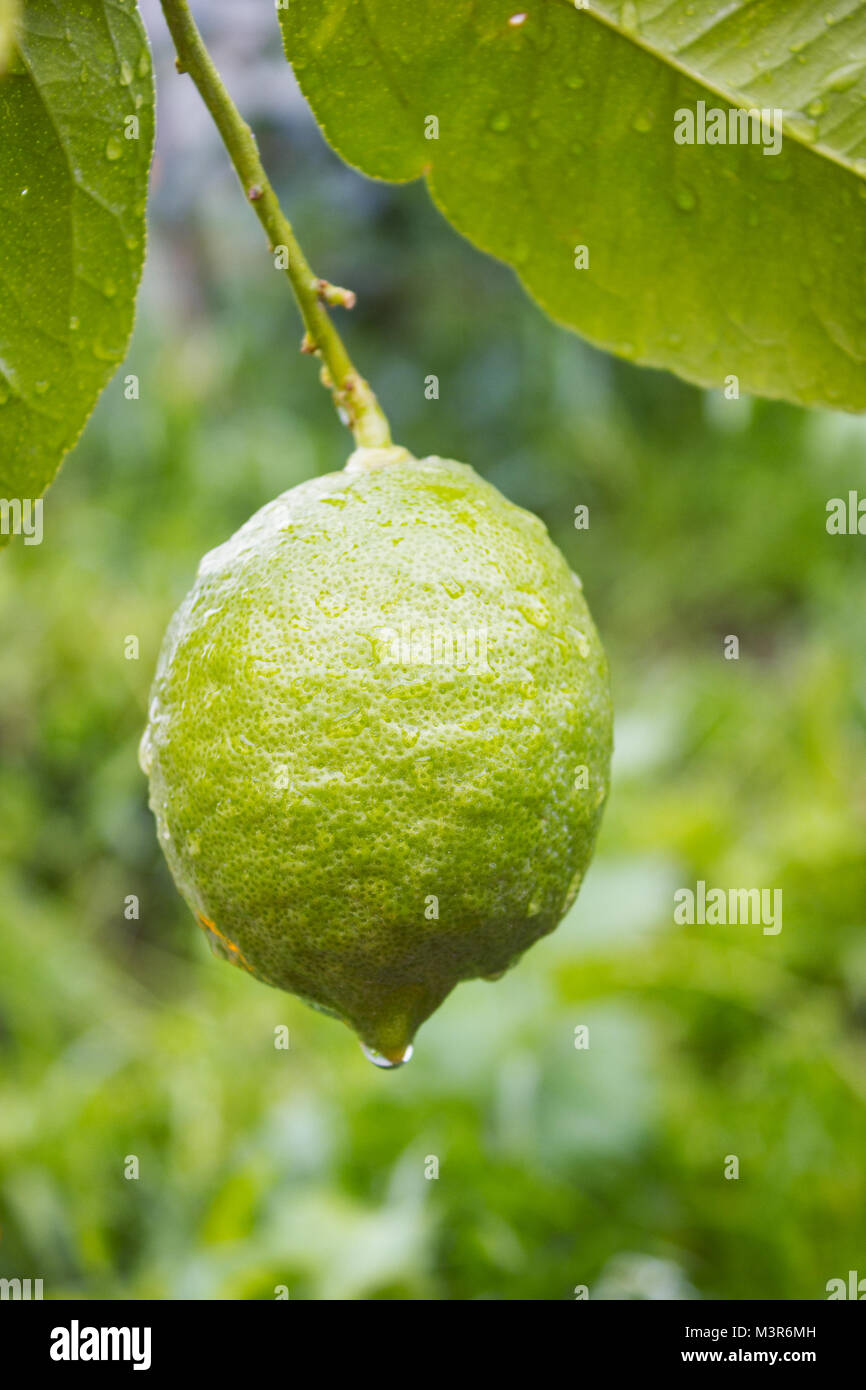 A green lemon on a branch is covered with dew Stock Photo - Alamy