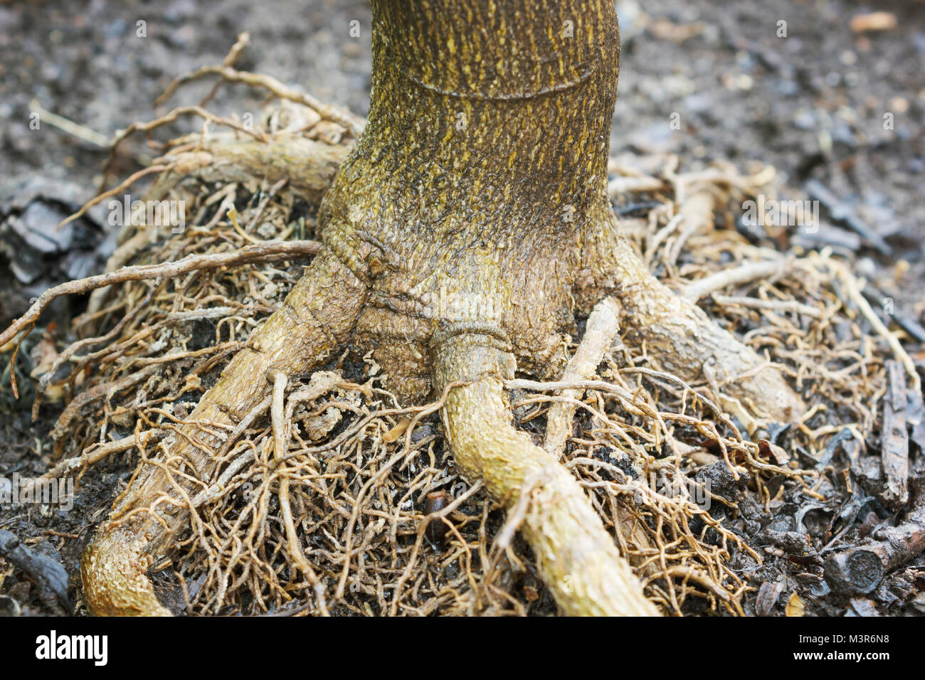 Bare but strong roots of a small lemon tree Stock Photo - Alamy
