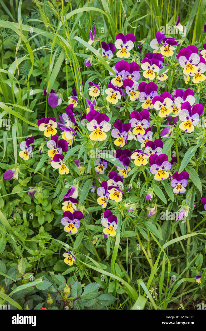 Flowers viola garden among the meadow grass Stock Photo - Alamy
