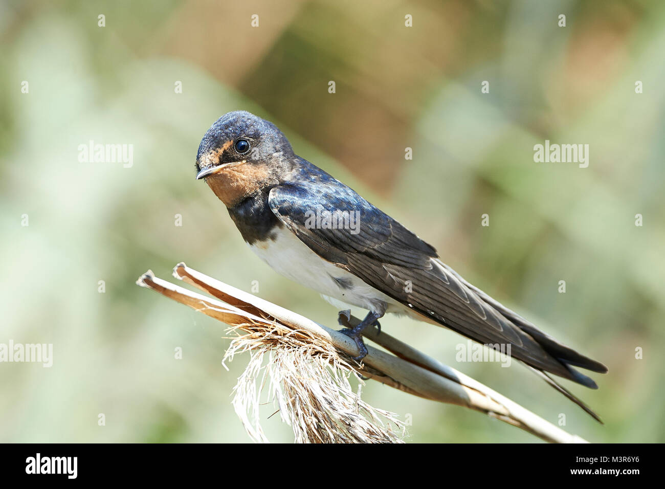 Barn Swallow resting on a branch in its habitat Stock Photo - Alamy