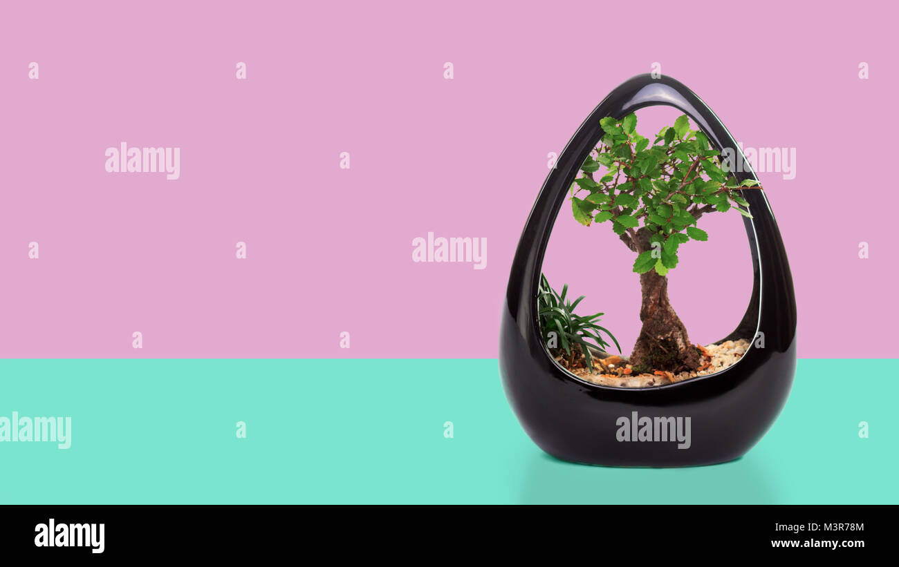 bonsai tree in pot on turquoise-pink Stock Photo - Alamy