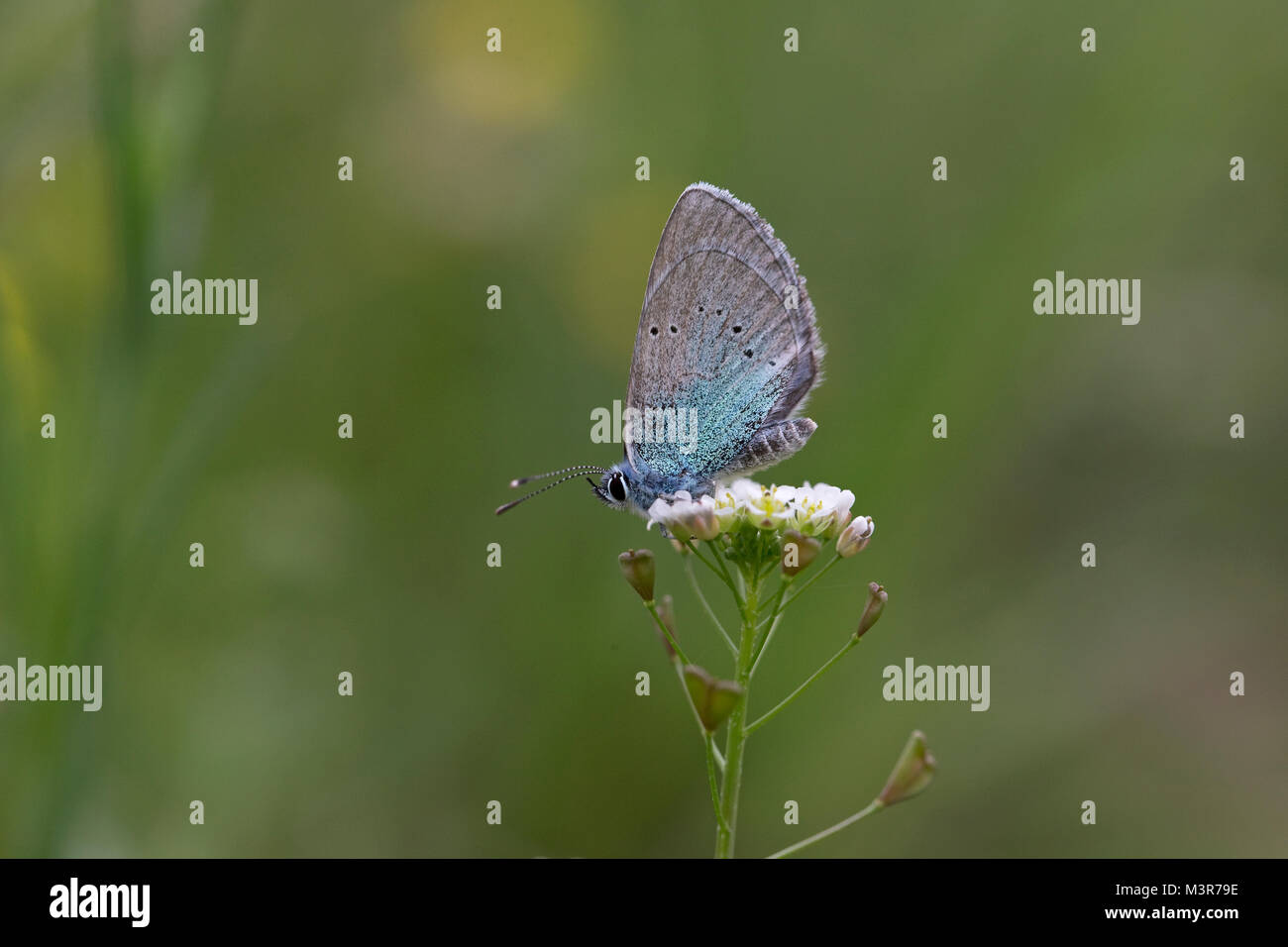 Green-underside Blue (Glaucopsyche alexis Stock Photo - Alamy