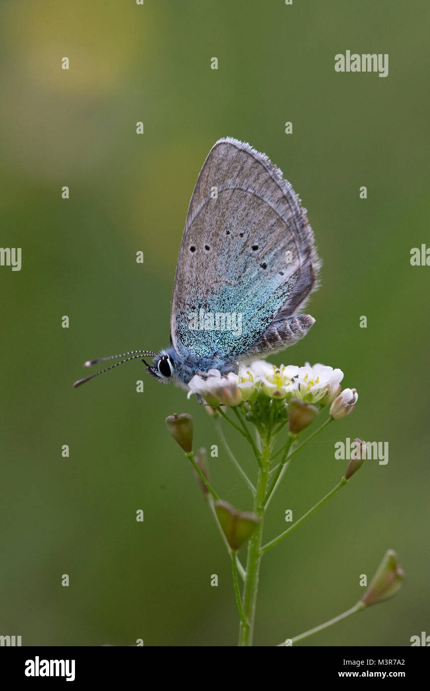 Green-underside Blue (Glaucopsyche alexis Stock Photo - Alamy