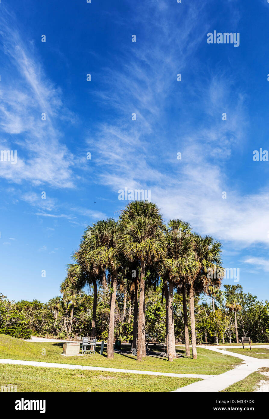 Sabal palm trees hi-res stock photography and images - Alamy