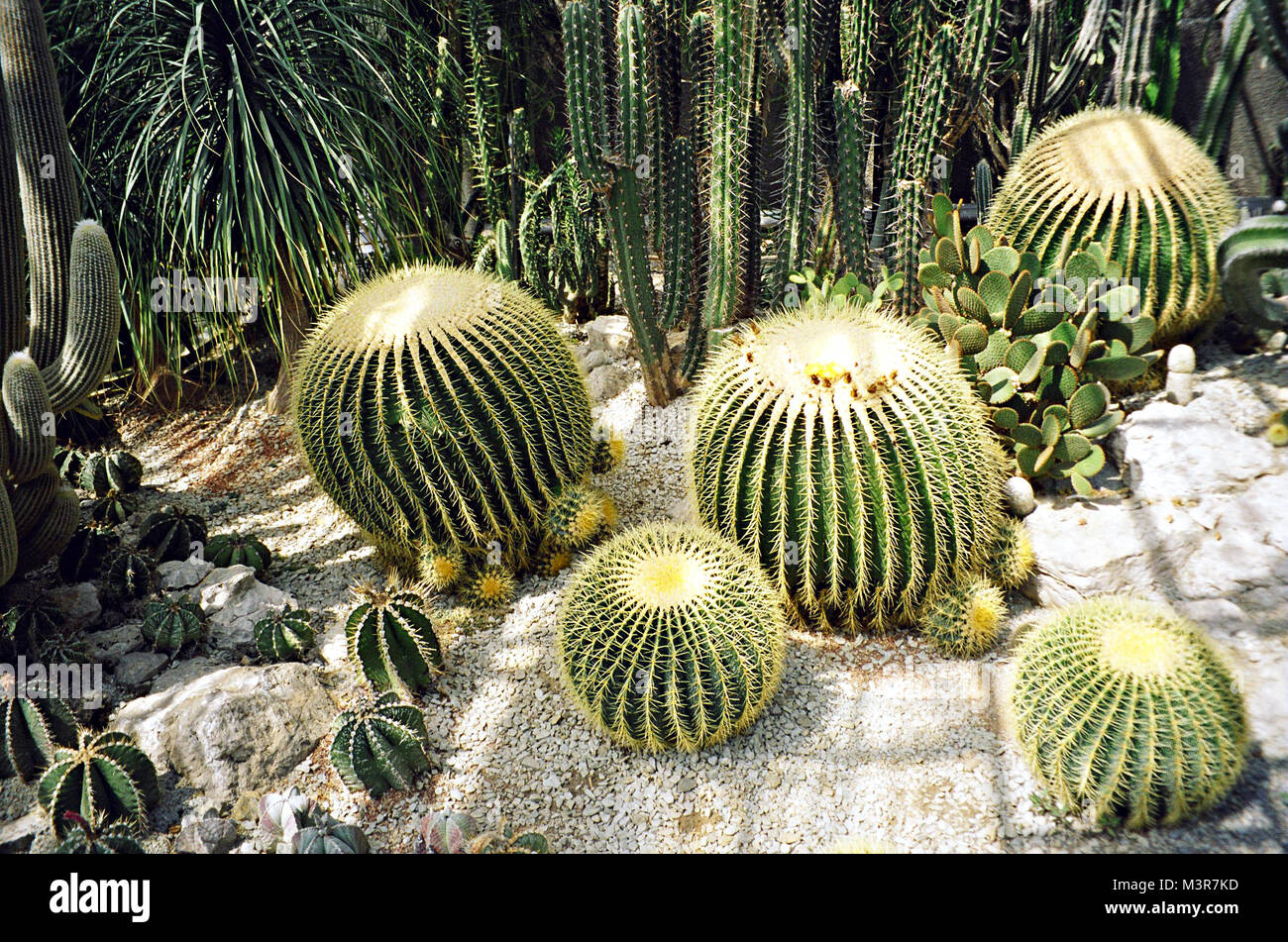 Big round cactus hi-res stock photography and images - Alamy