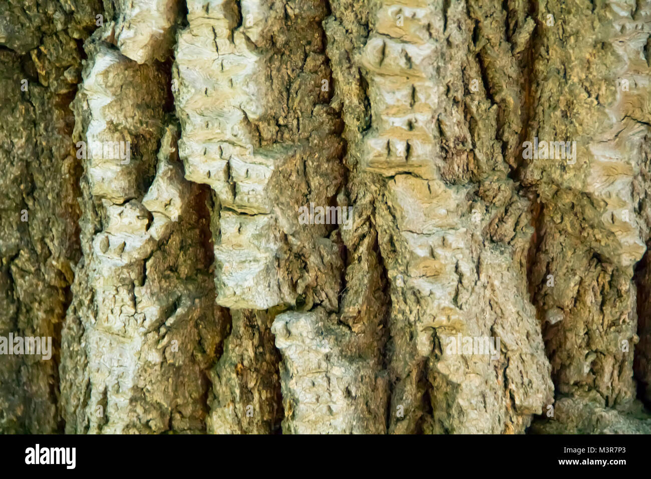Photo of light brown texture stem tree Stock Photo - Alamy
