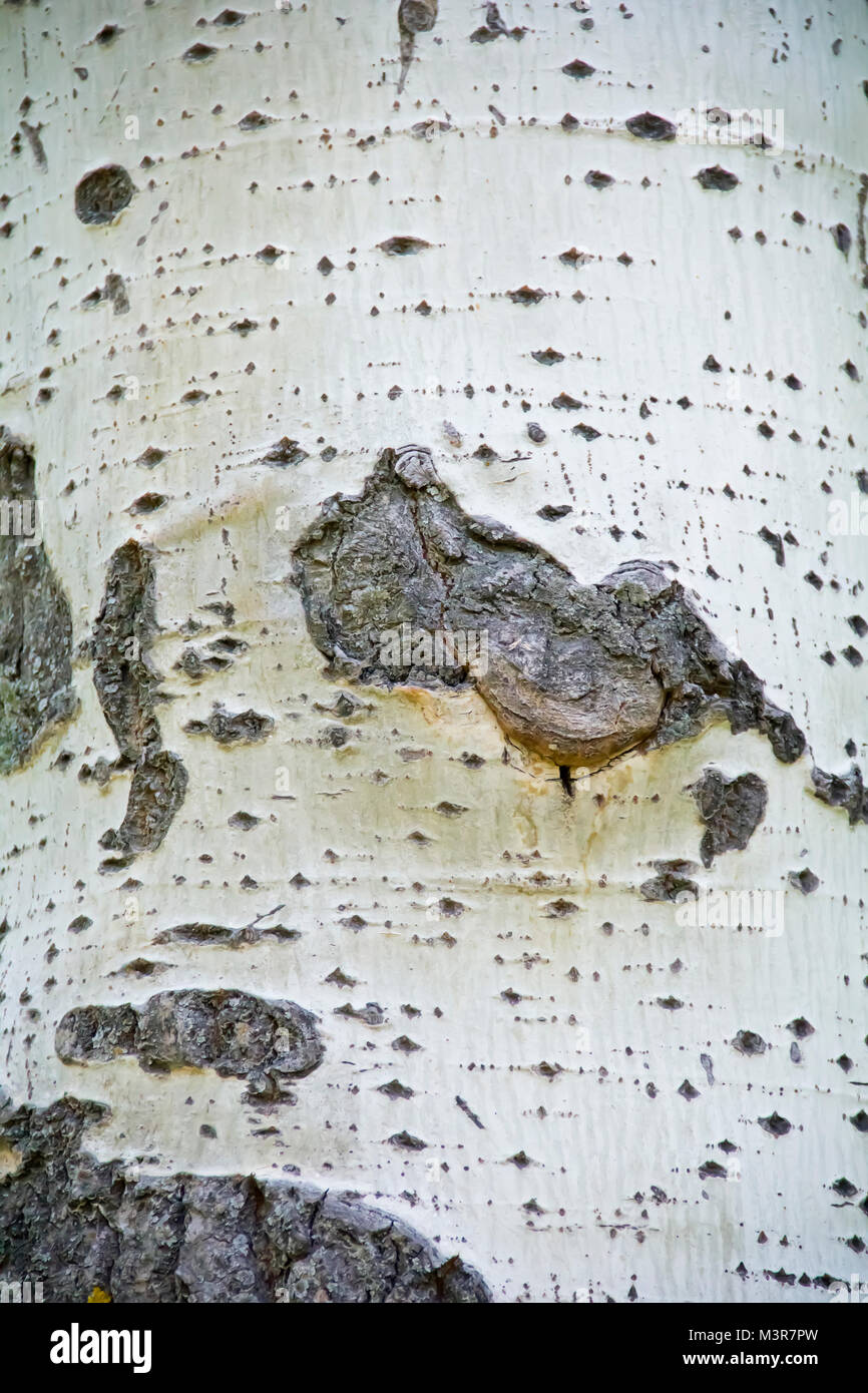 Photo of the white texture stem tree Stock Photo - Alamy