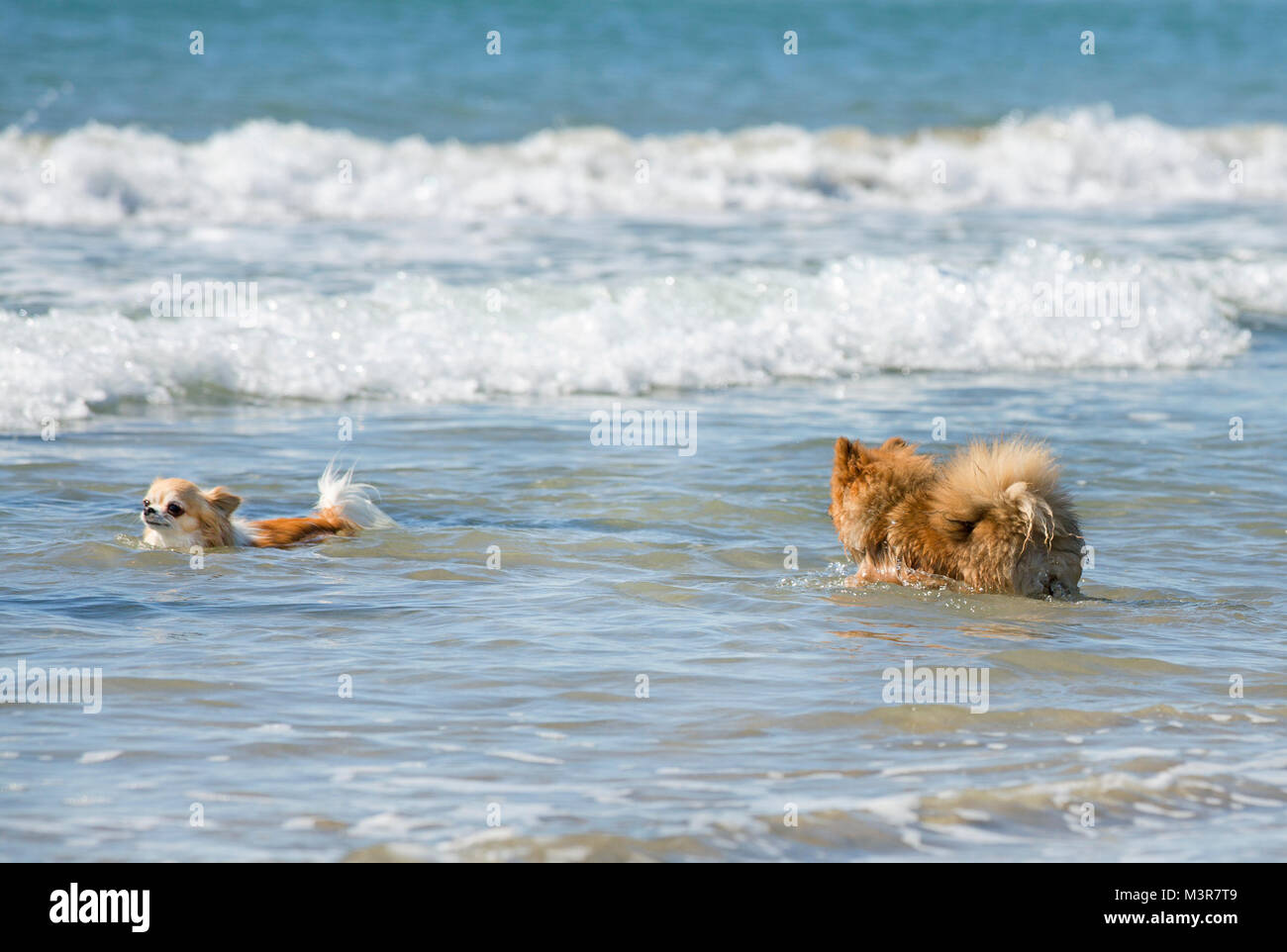 two little dogs swimming in the sea Stock Photo - Alamy