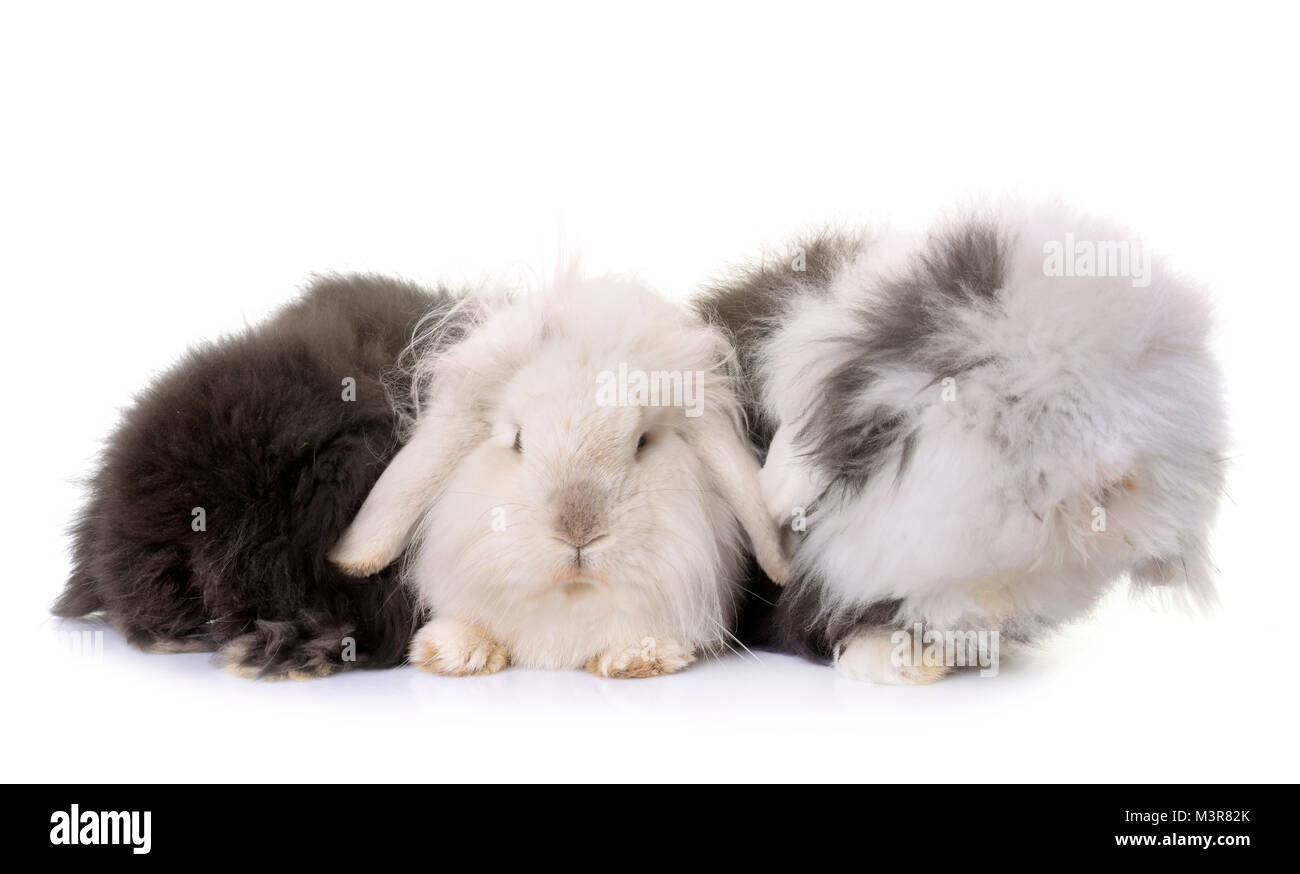 lop-eared rabbits in front of white background Stock Photo - Alamy