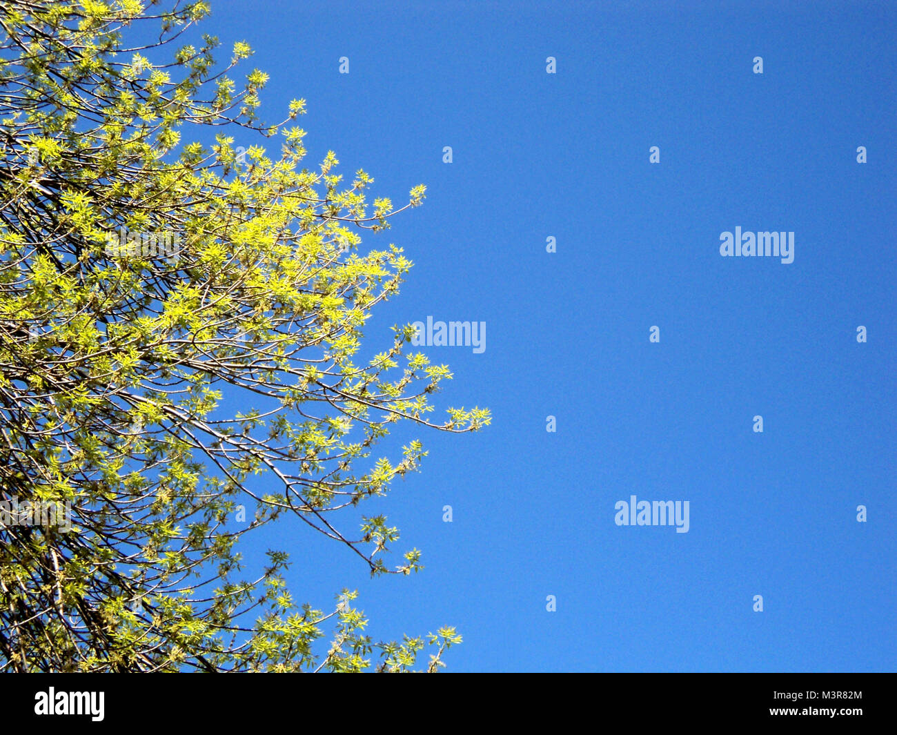 Spring blue cloudless sky with green sheets Stock Photo - Alamy